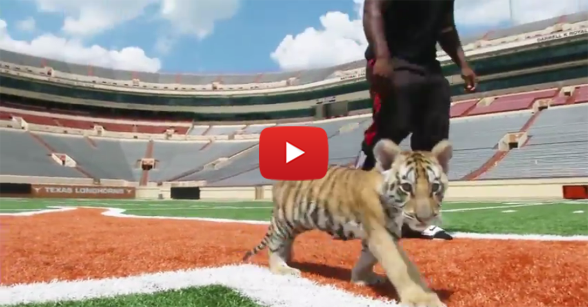 Charlie Strong and Texas had two tiger cubs at practice - FanBuzz