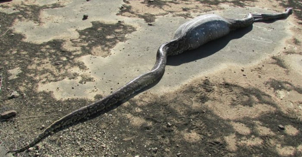 A 12-foot python thought it was just having dinner, but the meal killed ...