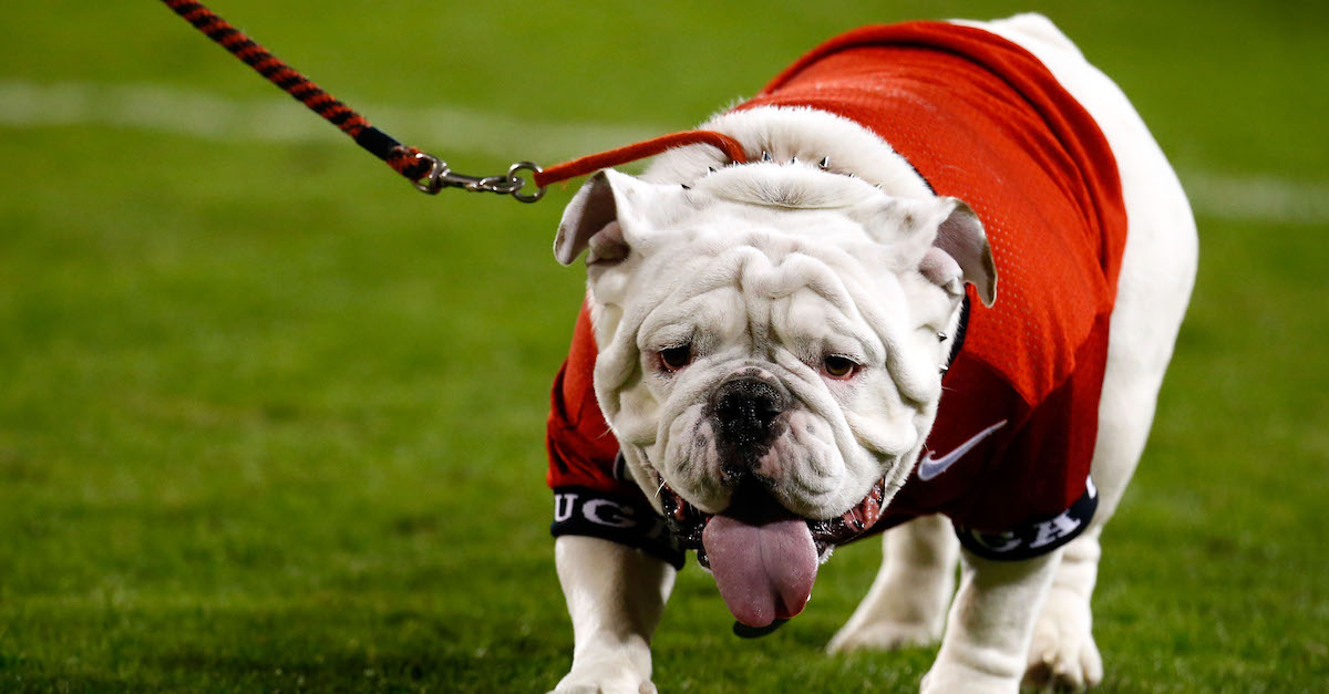 Georgia making drastic changes to Uga mascot, and it's for the better ...