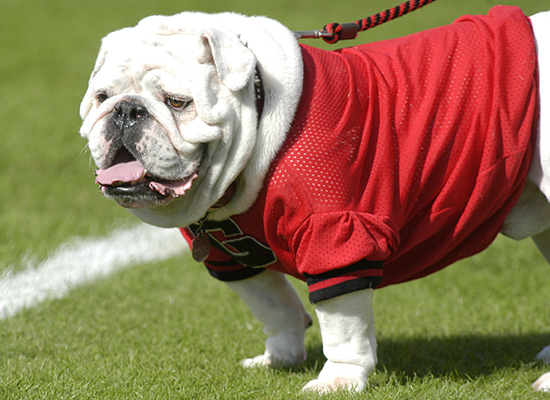 Georgia's 10 Greatest 'Uga' Mascots of All Time are Damn Good Dogs ...