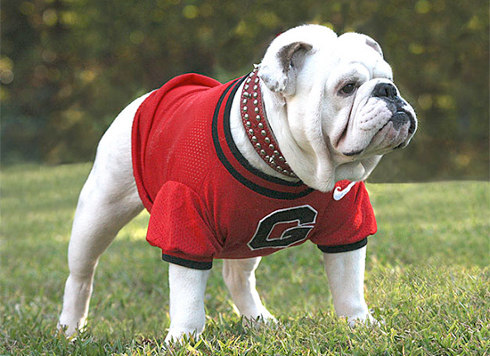 Georgia's 10 Greatest 'Uga' Mascots of All Time are Damn Good Dogs ...