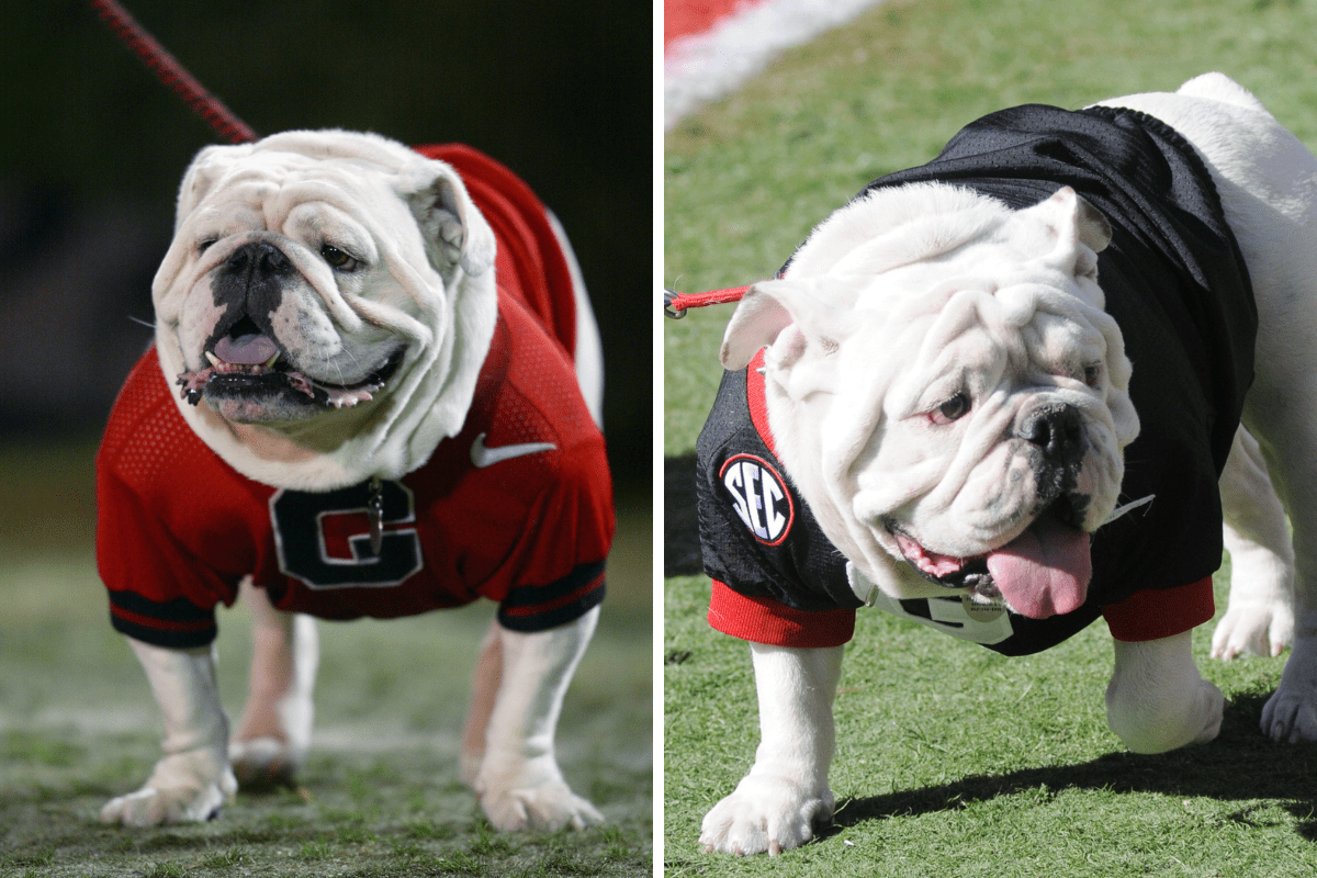 Georgia's 10 Greatest 'Uga' Mascots of All Time are Damn Good Dogs ...