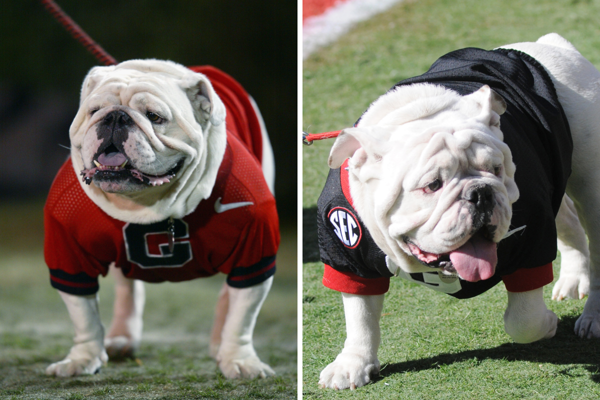 Georgia's 10 Greatest 'Uga' Mascots of All Time are Damn Good Dogs ...
