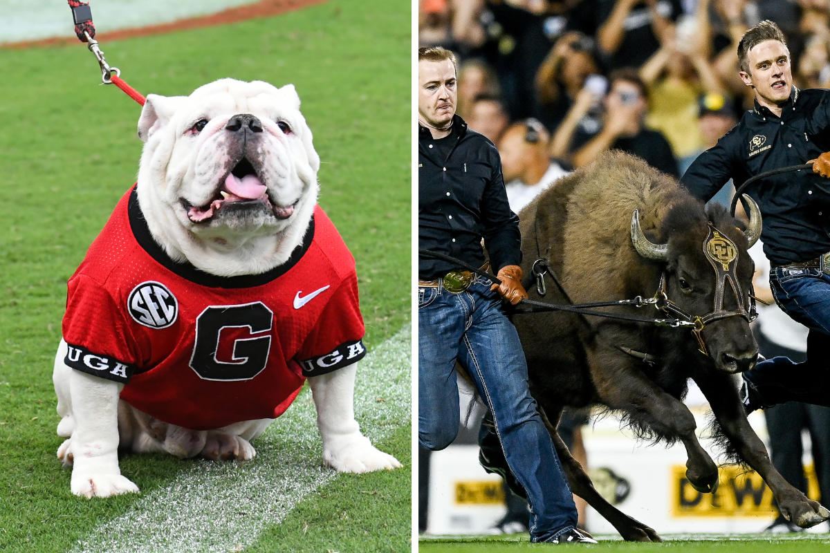 The 17 Best Live Mascots in College Football, Ranked