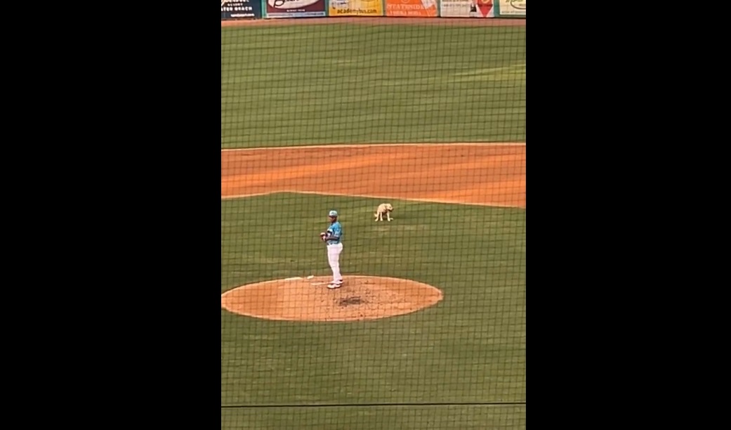 Minor League Baseball Bat Dog Has Field Day, And Not In A Good Way